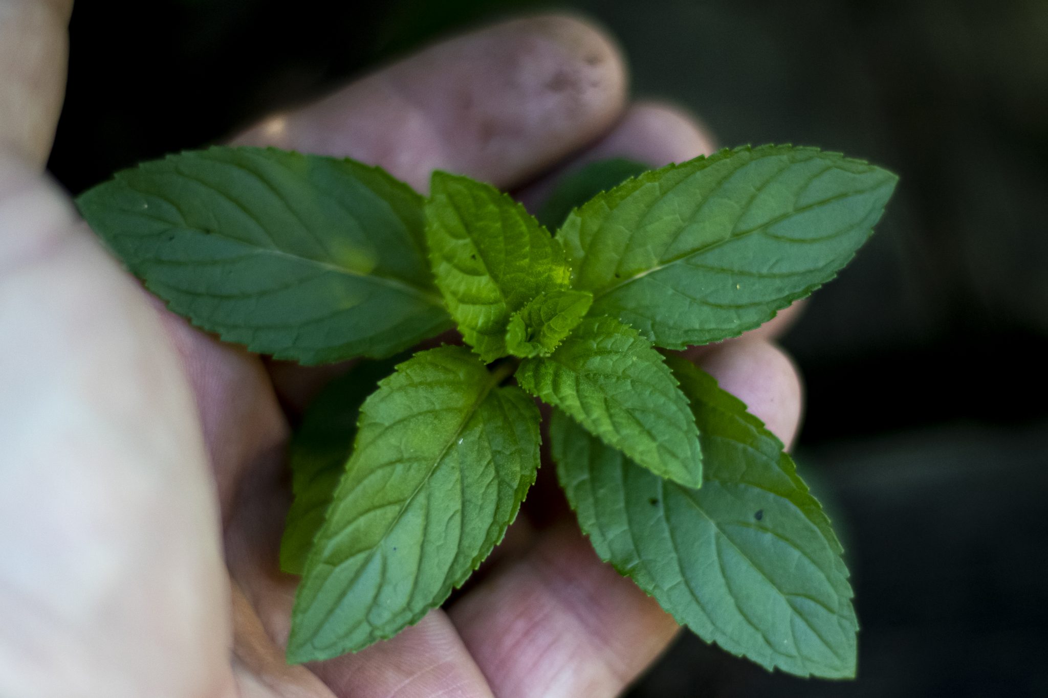 Growing Sweet, Seductive Mint - Countryside